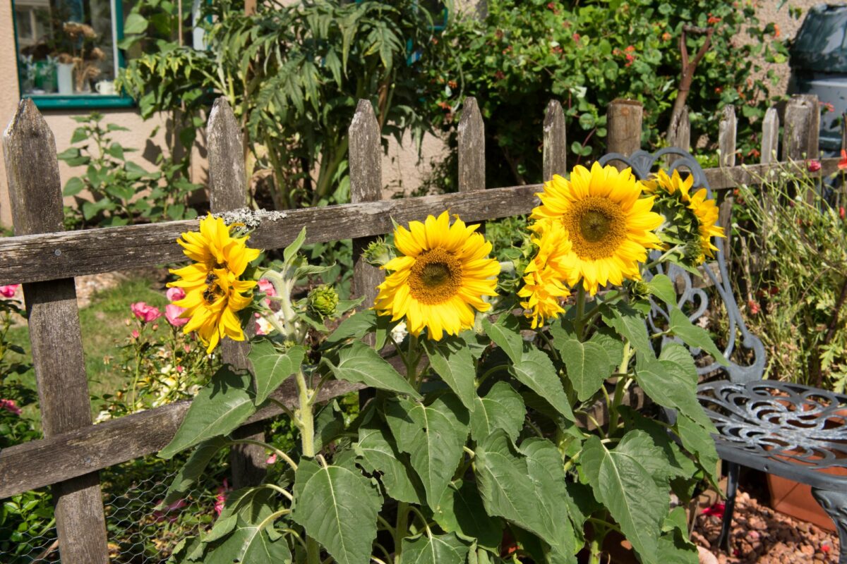Nurturing Nature - The New Inn